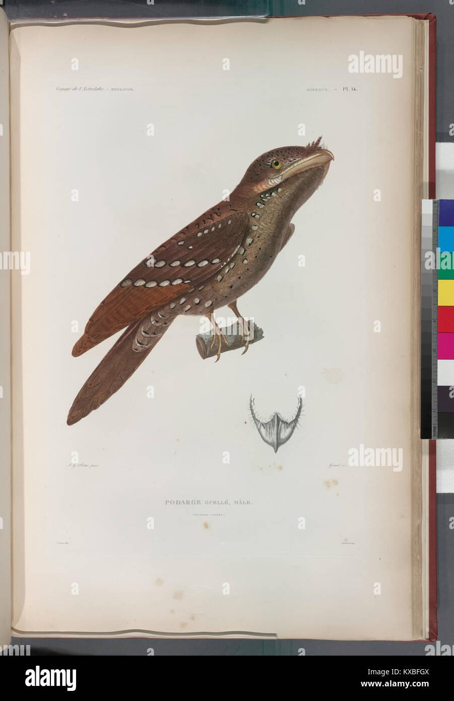 Scientific illustration of a male spotted Podarge from New Guinea ...