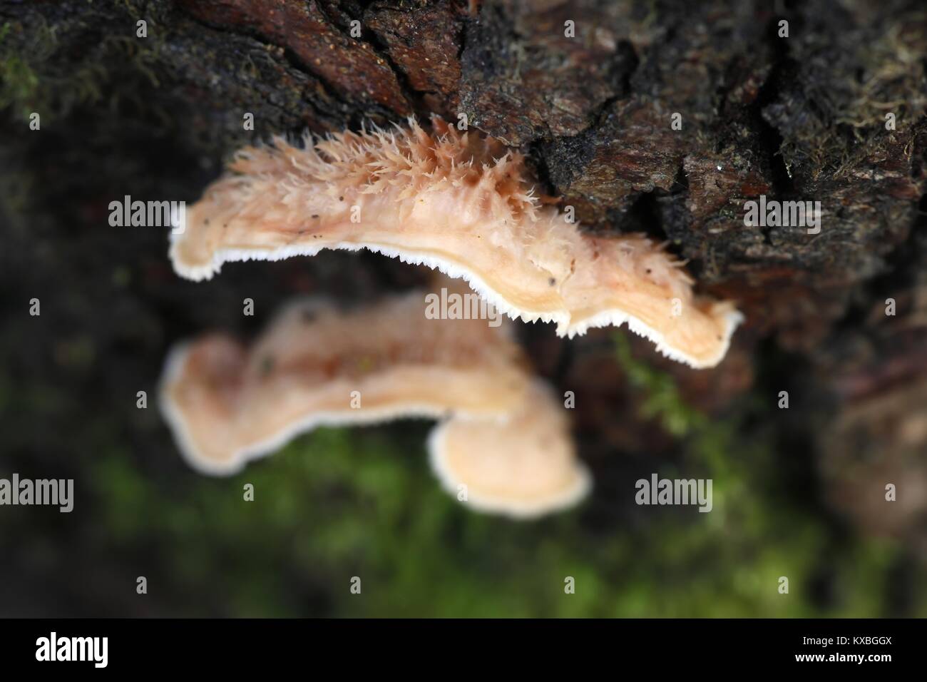 Jelly rot fungus, Phlebia tremellosa, also called trembling merulius ...