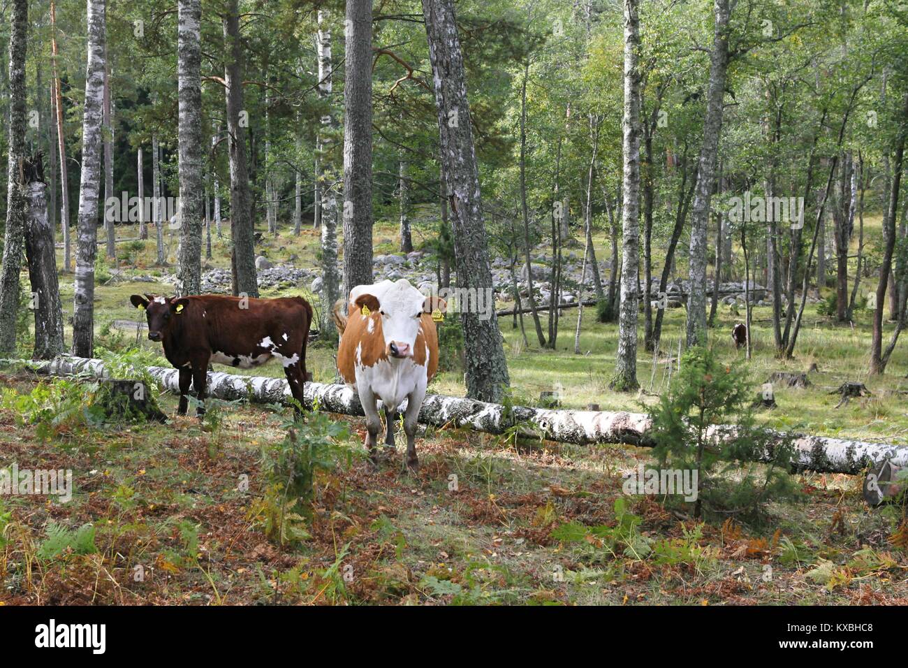 Cattle grazing on a forest pasture in Finland Stock Photo - Alamy