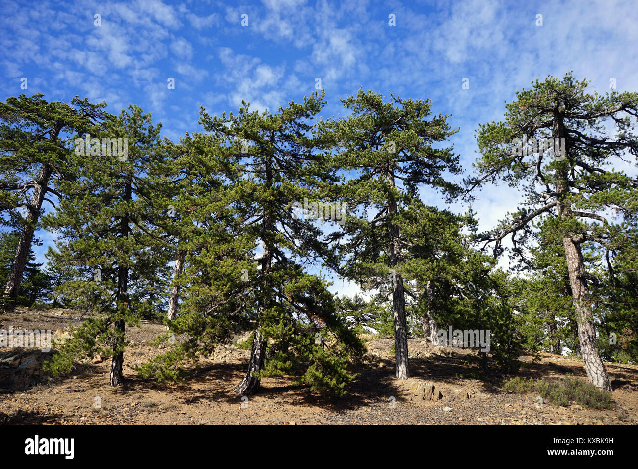 Big pine trees in Troodos mountain in Cyprus Stock Photo - Alamy