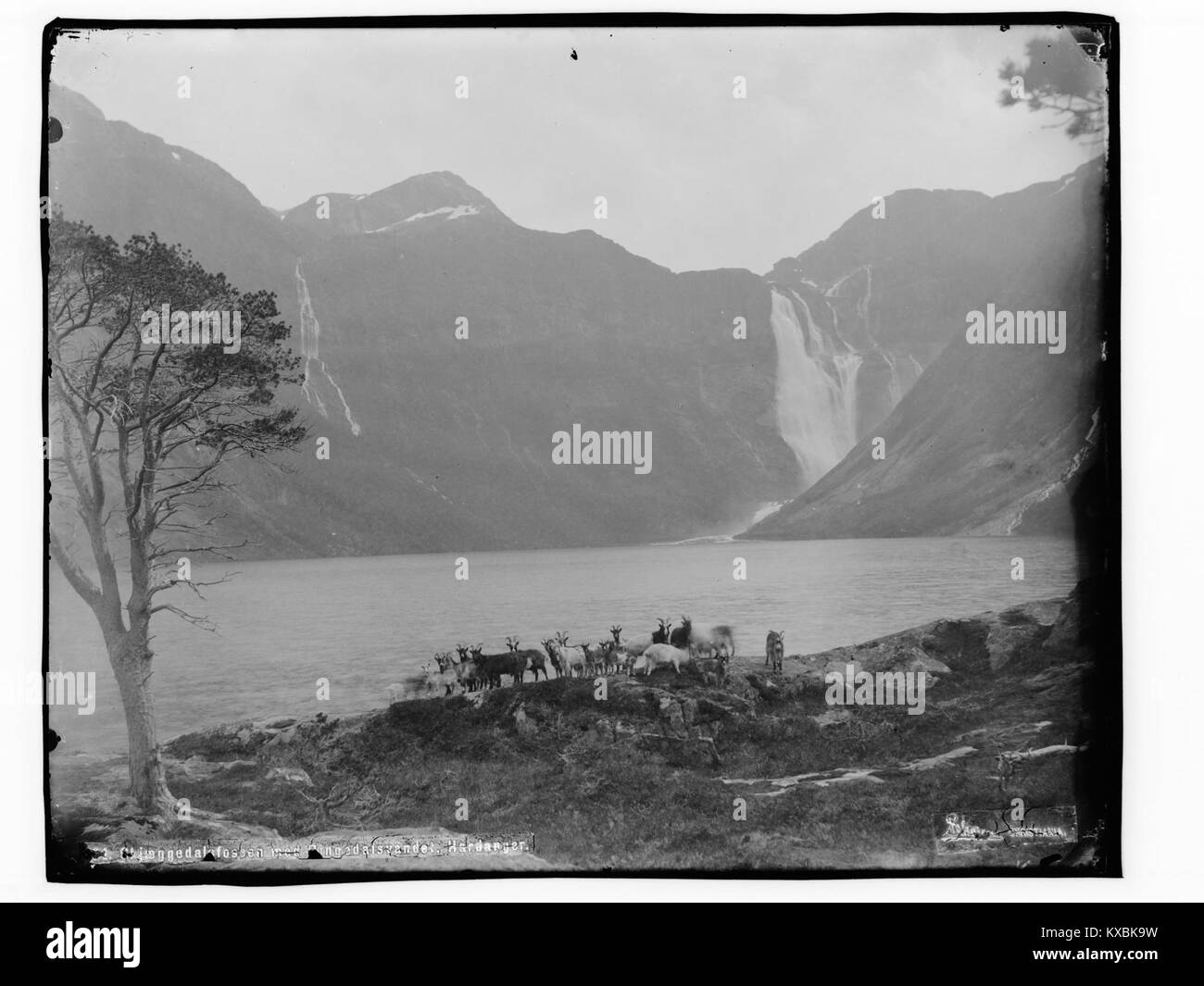 Skjeggedalsfossen is a waterfall in the Hardanger region of Norway near ...