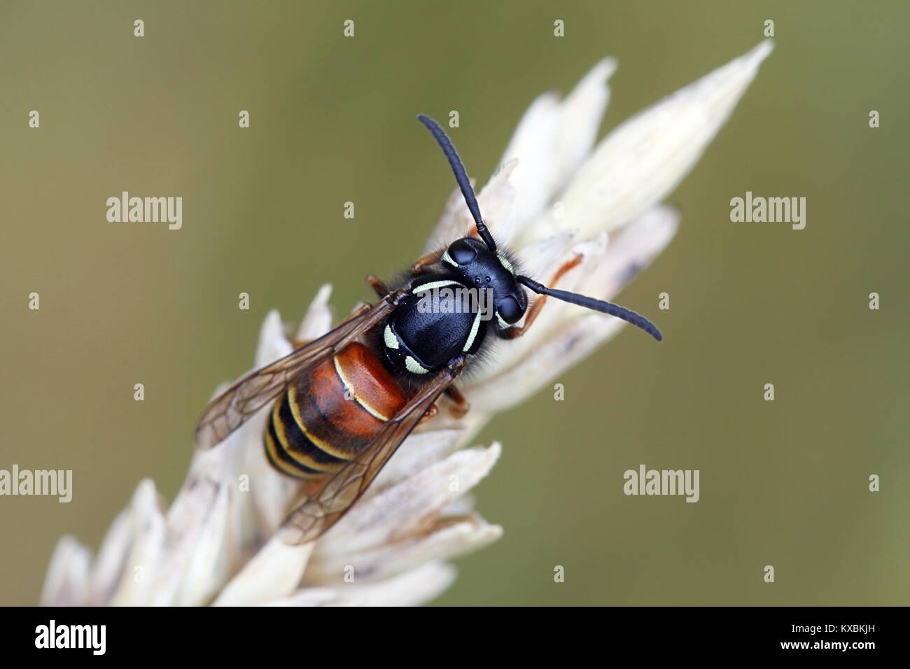 Red wasp, Vespula rufa Stock Photo - Alamy