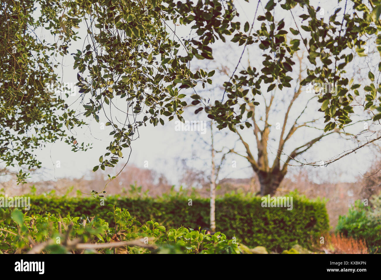 detail of wintery trees and branches shot at shallow depth of field at ...