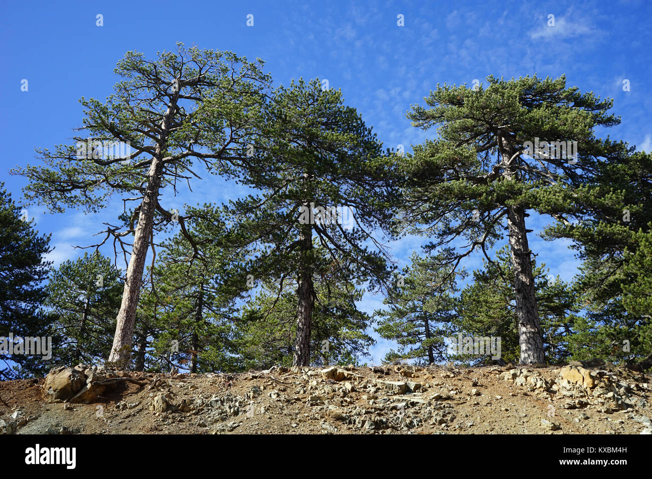 Big pine trees in Troodos mountain in Cyprus Stock Photo - Alamy