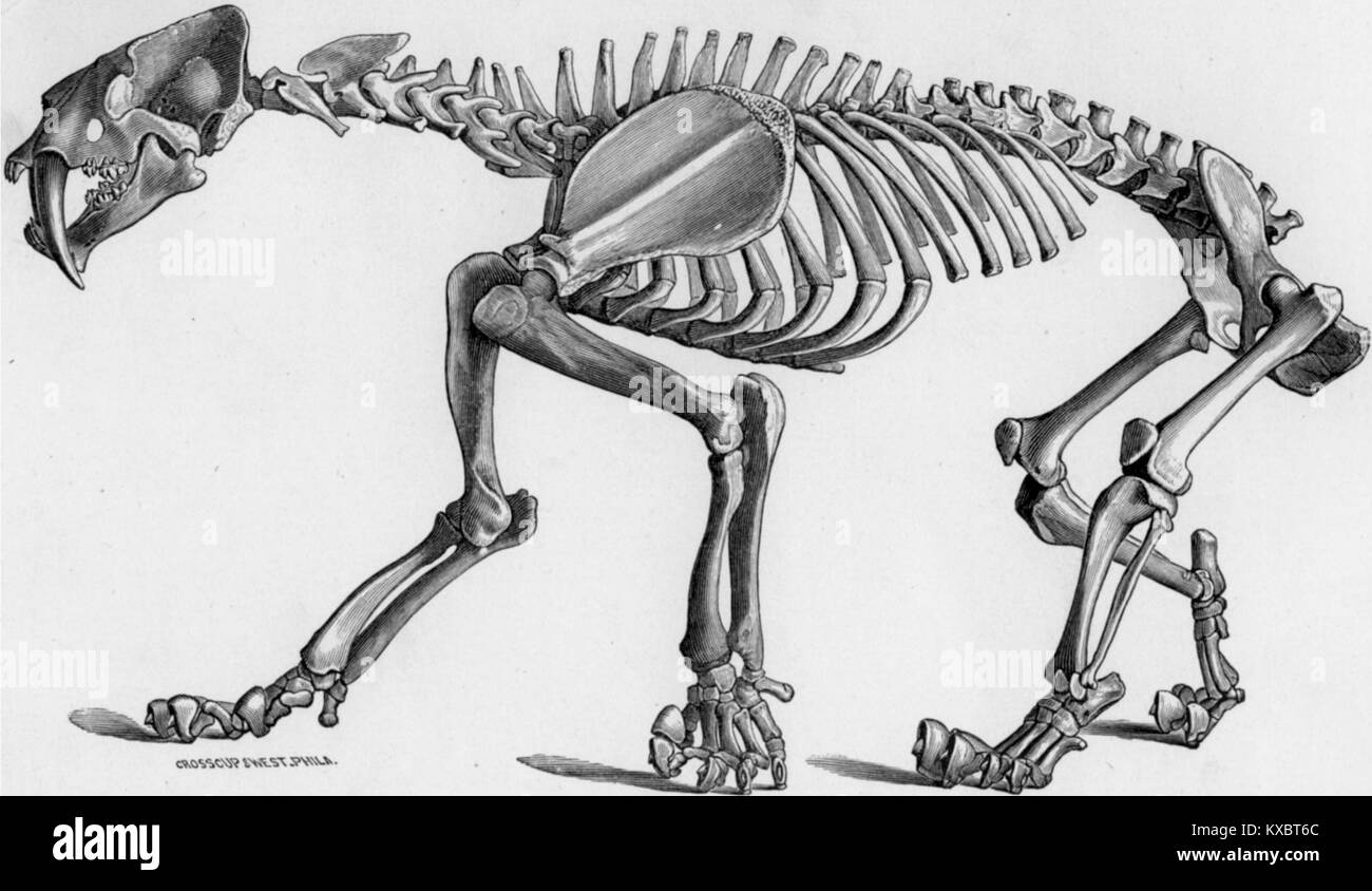 This is an image of the skeletal remains of *Smilodon populator*, a ...