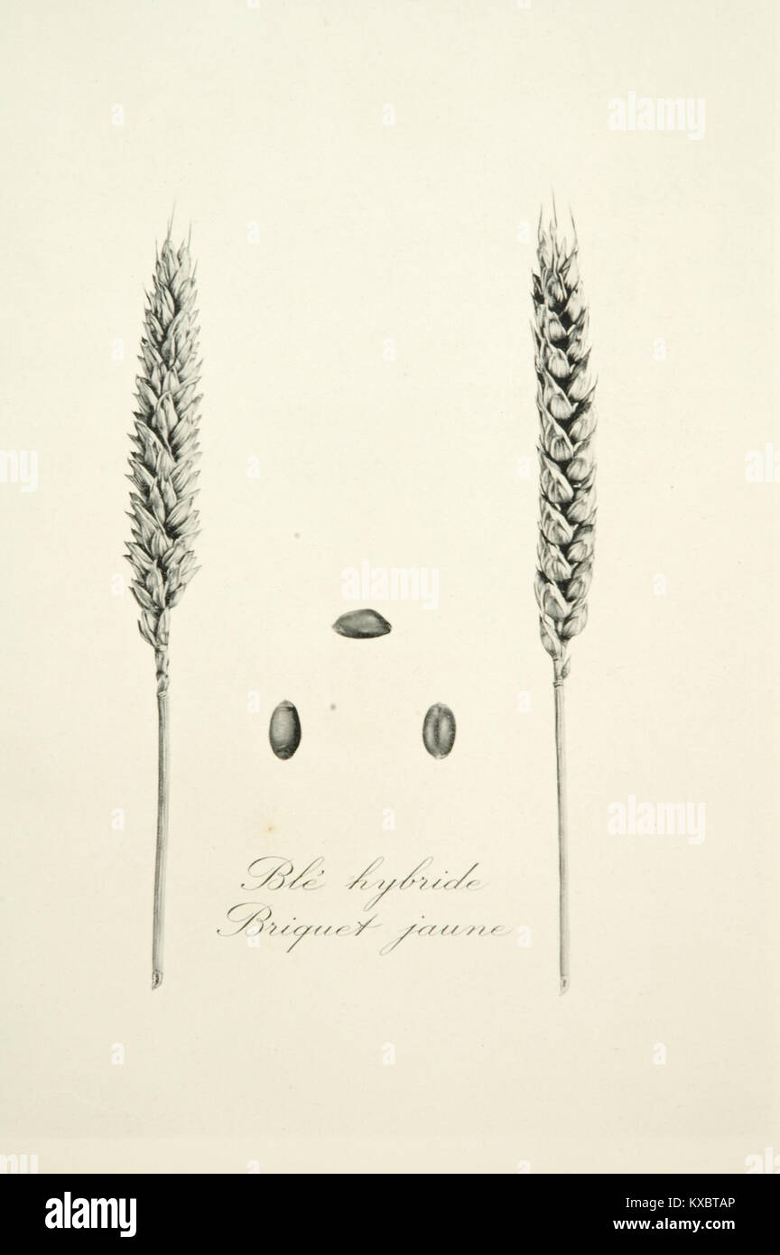 Cross breeding wheat hi-res stock photography and images - Alamy