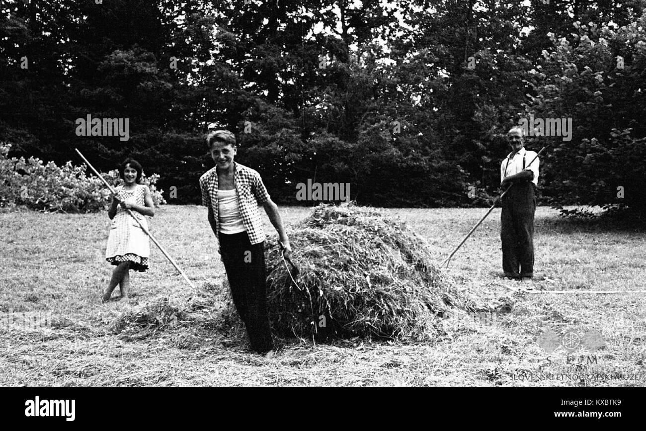 This image depicts the traditional process of hay harvesting, with hay ...