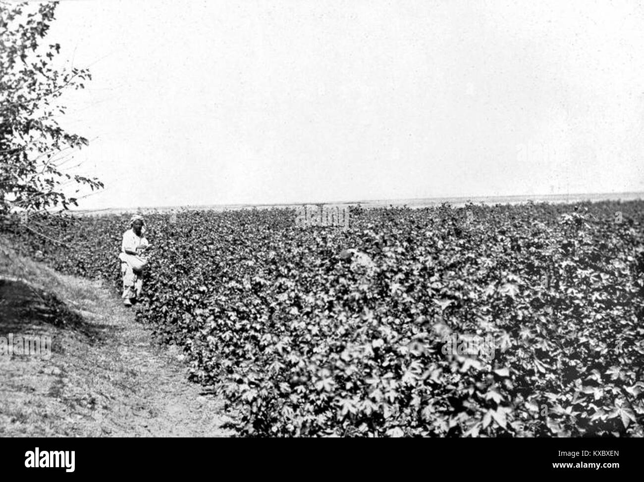 This title refers to a 20th-century image of a Karakul wool farm in a ...