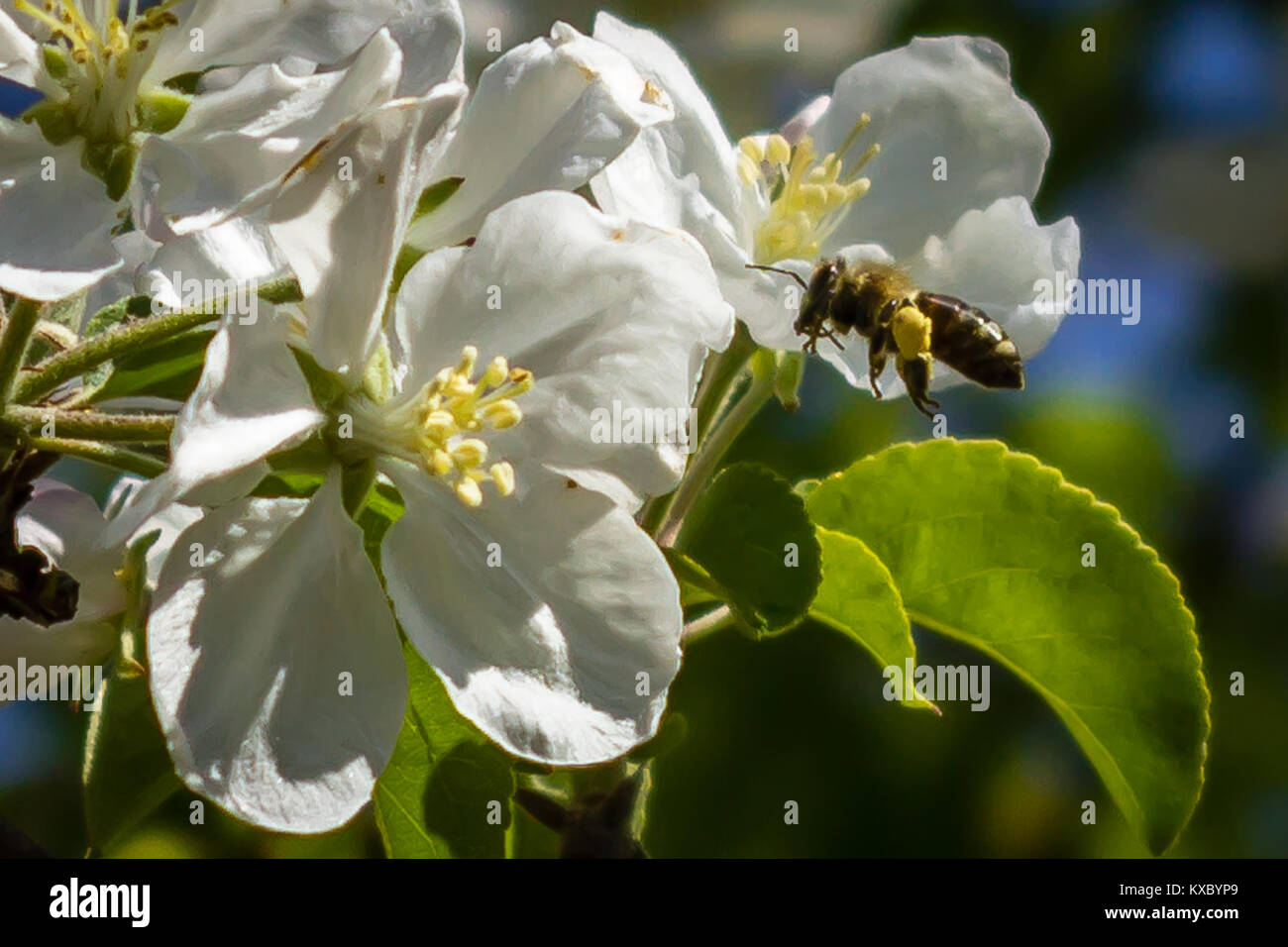 Beautiful honey bee hi-res stock photography and images - Alamy