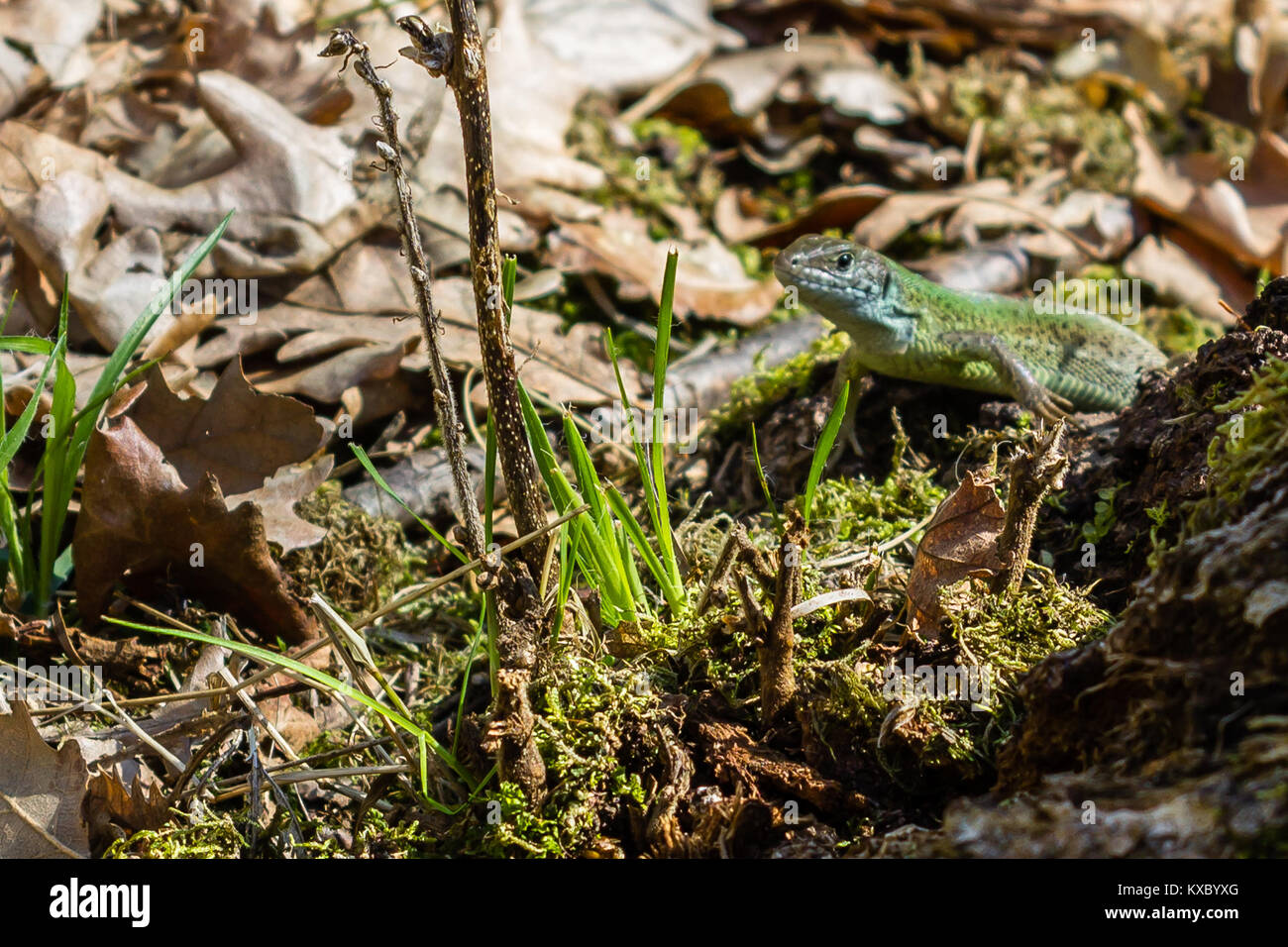 Face first green lizard in his natural habitat Stock Photo - Alamy