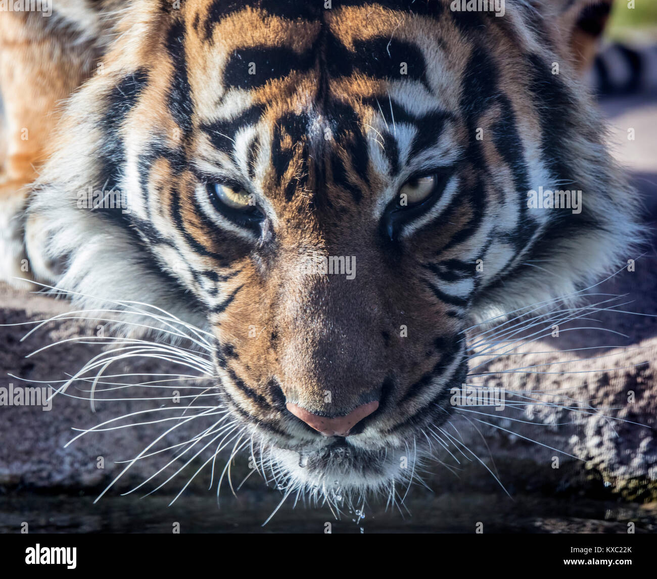Tiger face hi-res stock photography and images - Alamy