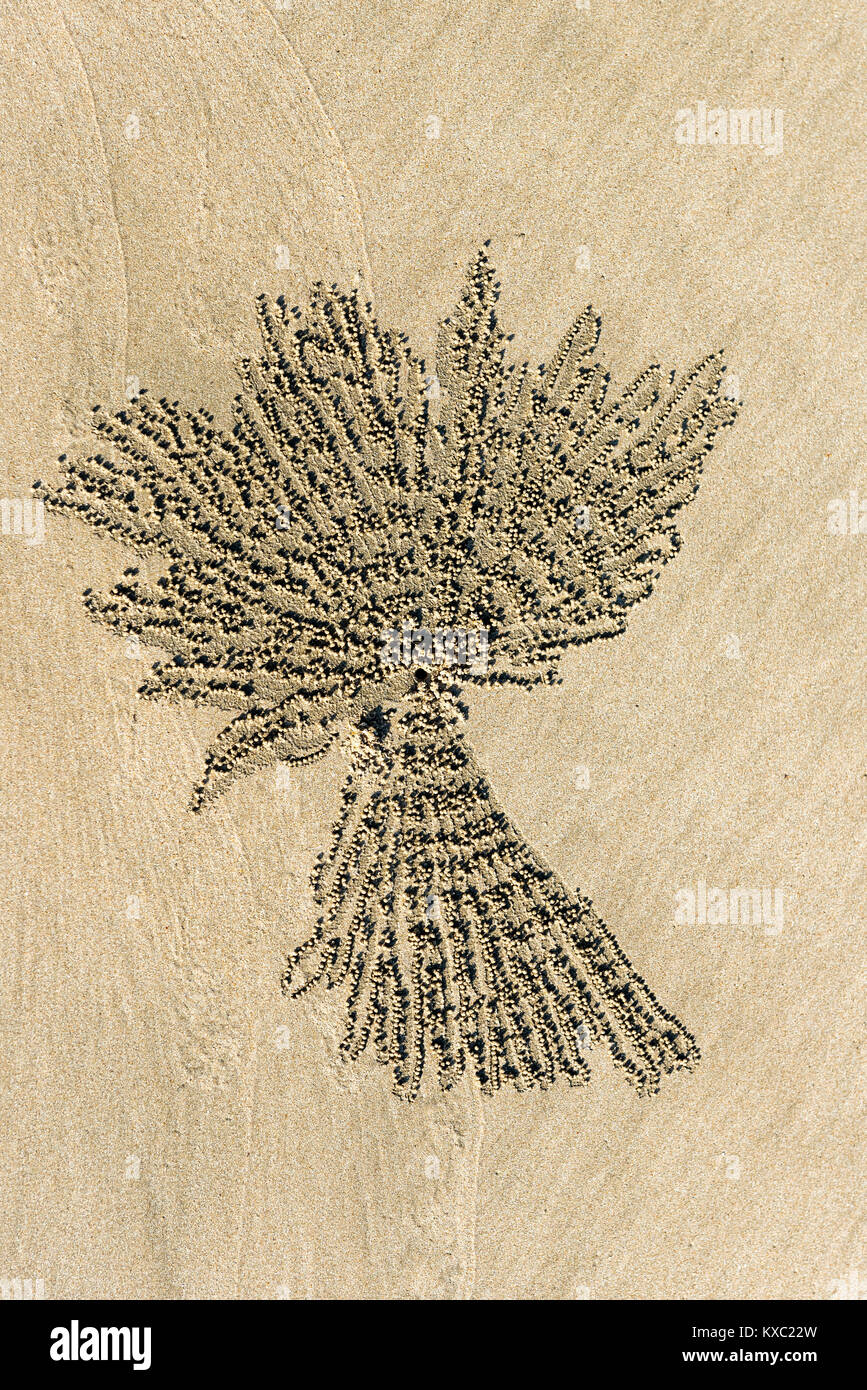 Crab texture hi-res stock photography and images - Alamy