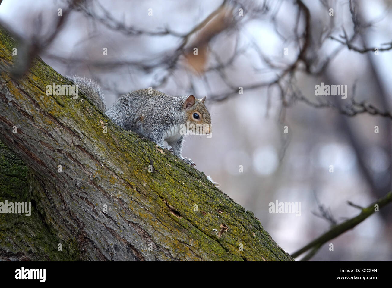 Eastern gray squirrels are mid-sized, with relatively narrow tails and ...