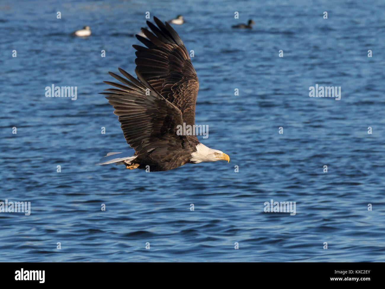 Eagle Flying Over Water