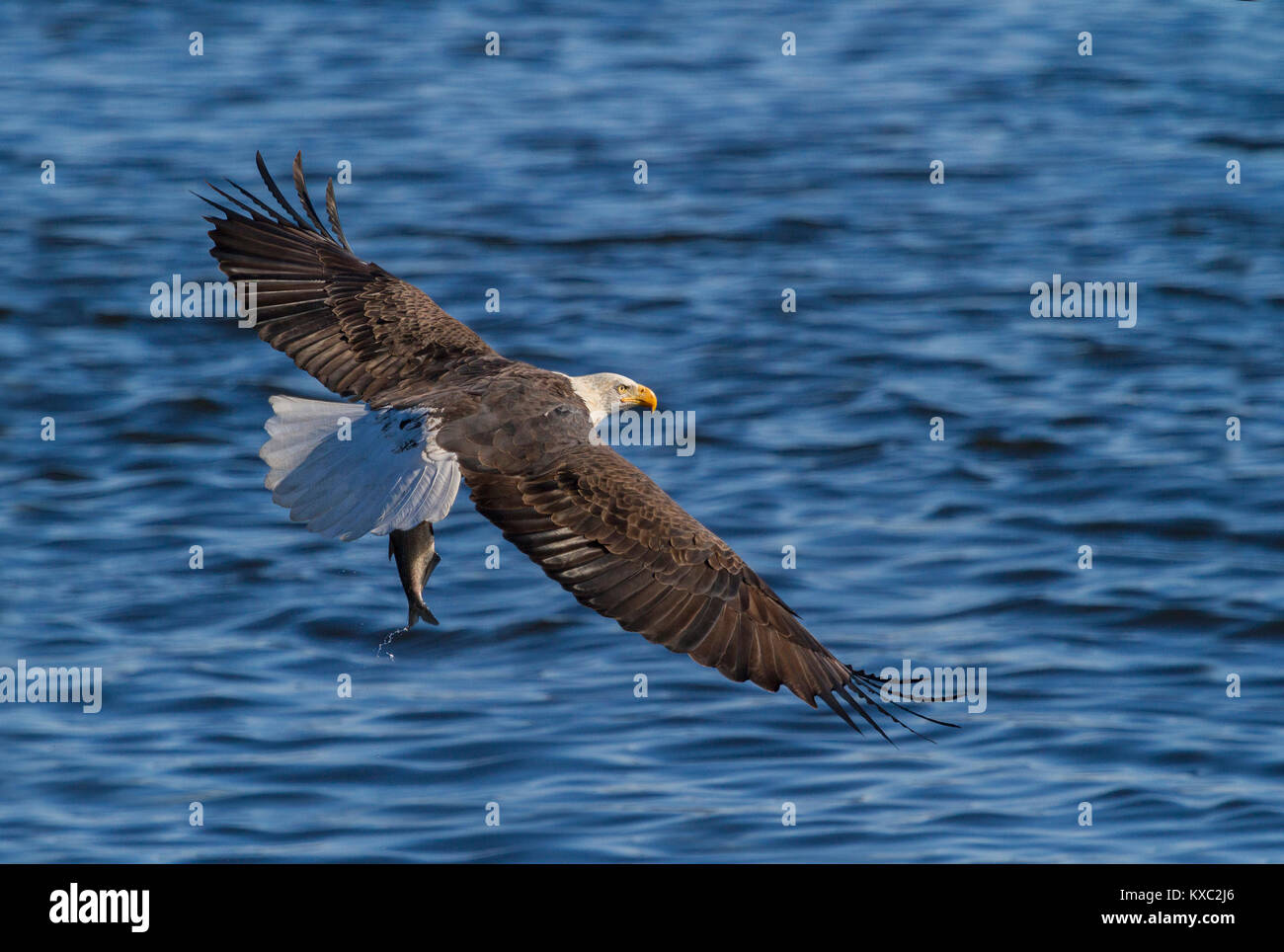 Bald eagle flying over water hi-res stock photography and images - Alamy