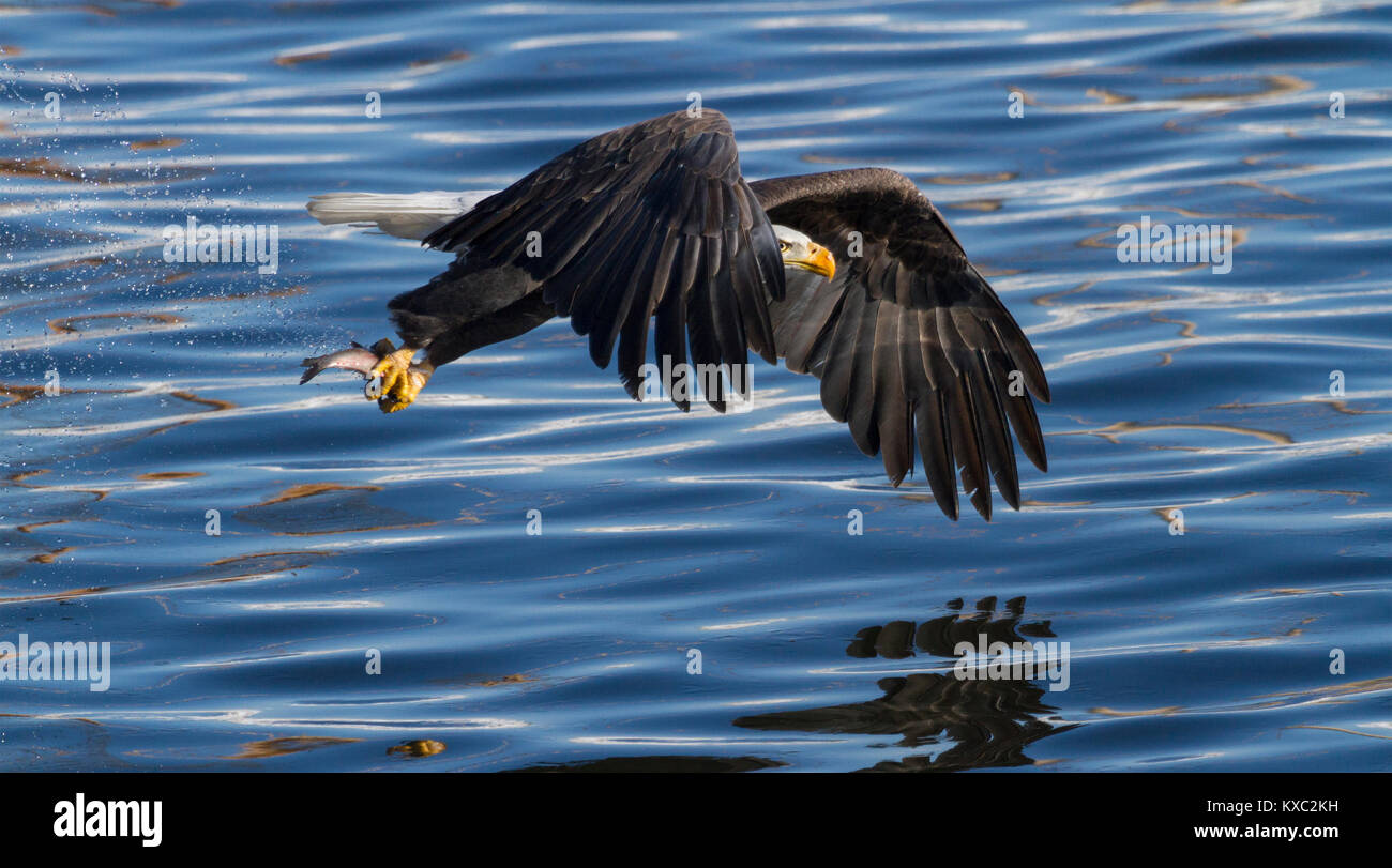 American Bald Eagle In Flight Stock Photo - Alamy