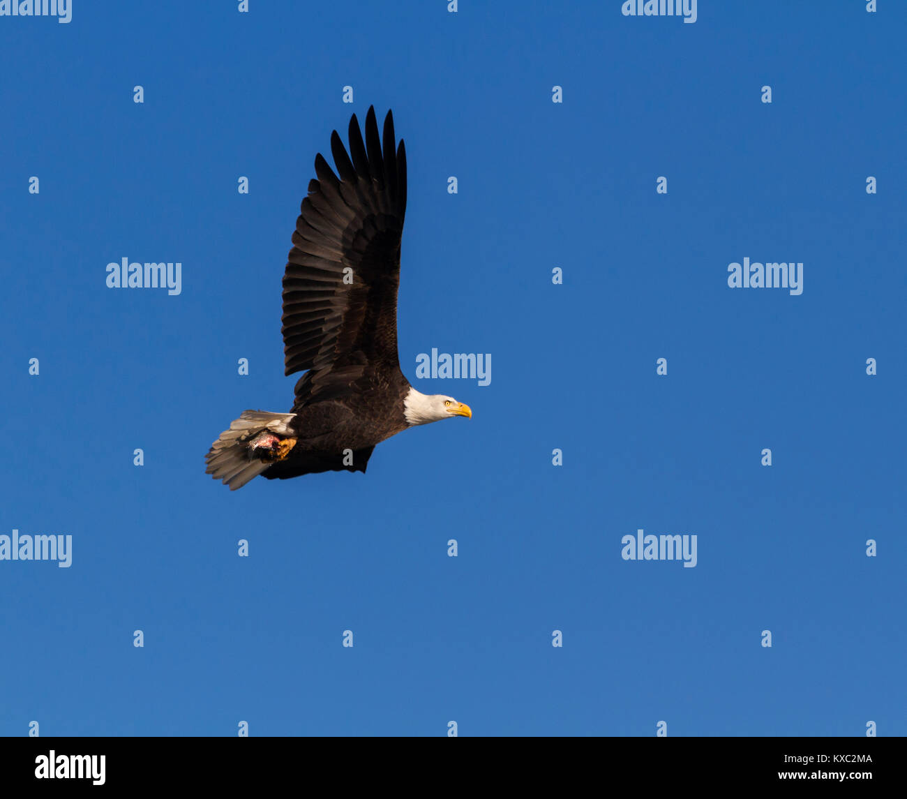Mississippi river bald eagle hi-res stock photography and images - Alamy