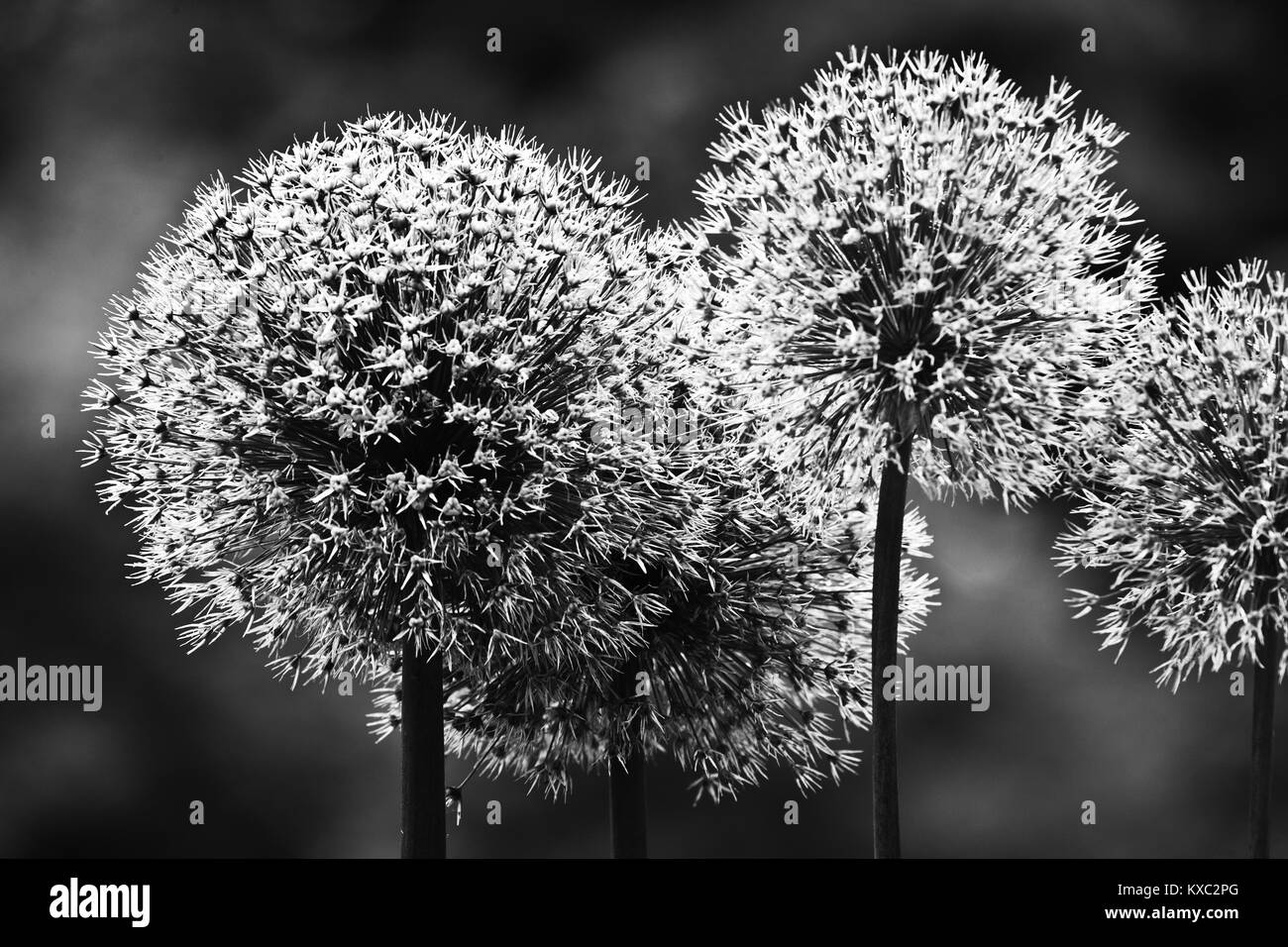 Ornamental allium hi-res stock photography and images - Alamy