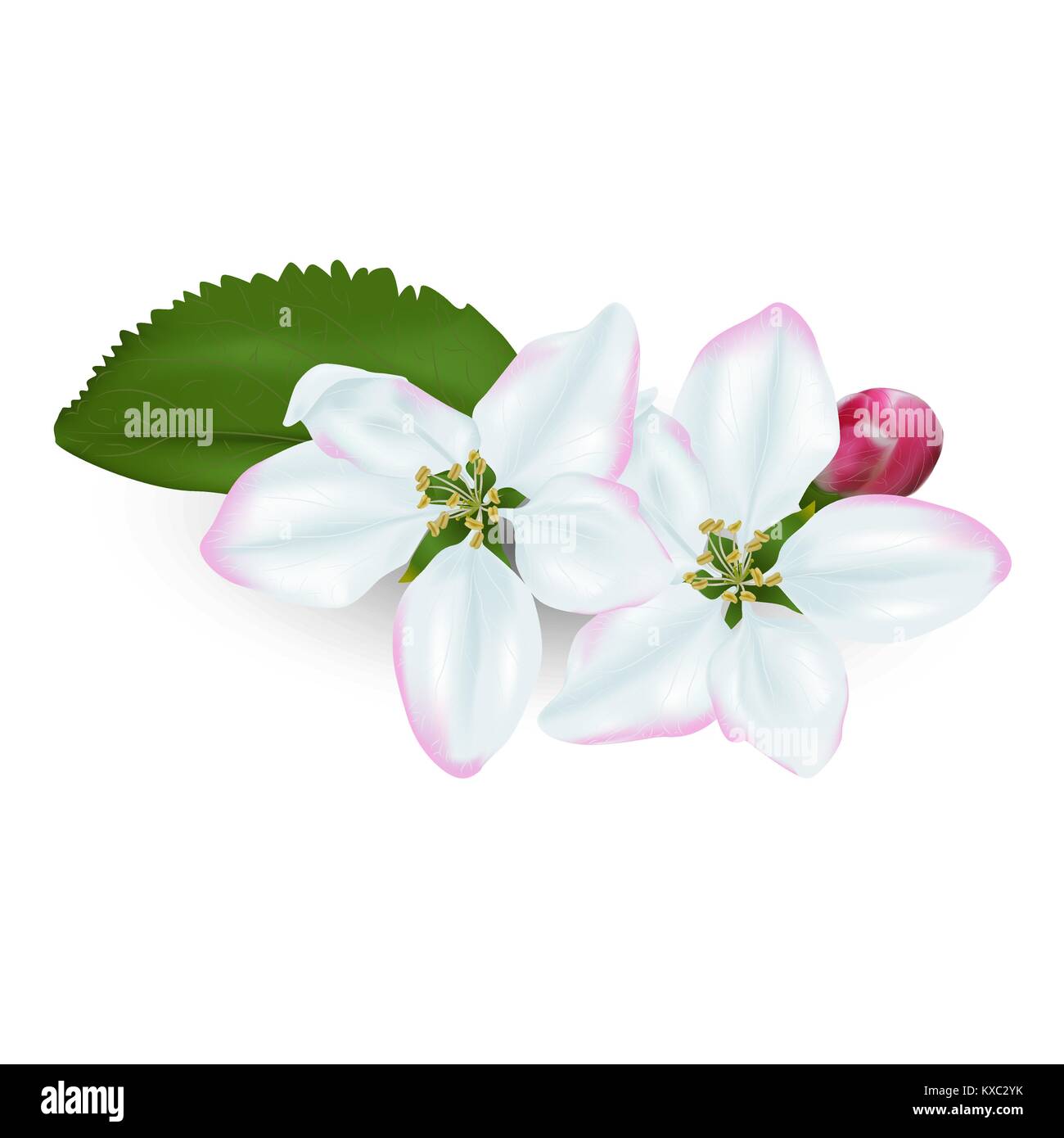 Apple bloom Stock Vector Images - Alamy