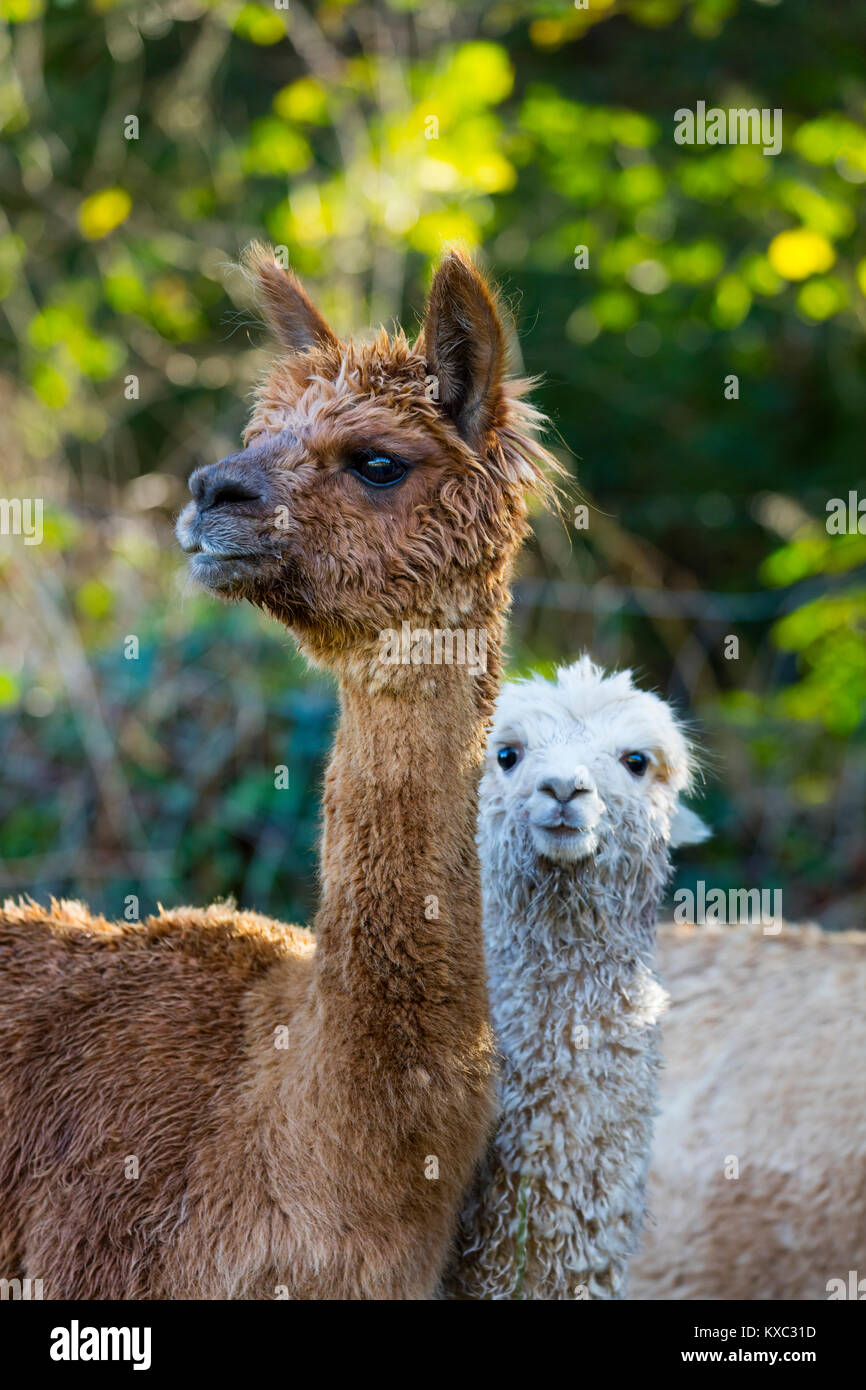 ALPACA (Vicugna pacos). Domesticated species of South American camelid ...