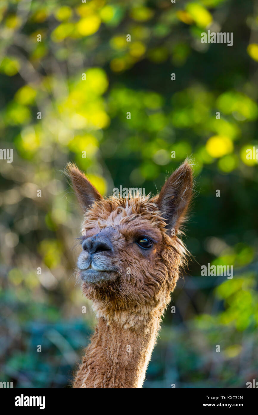 ALPACA (Vicugna pacos). Domesticated species of South American camelid ...
