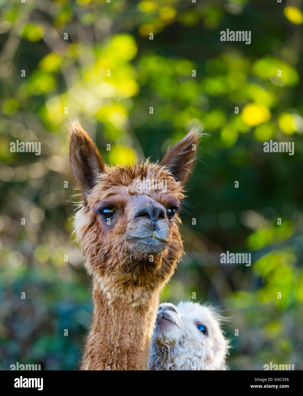 ALPACA (Vicugna pacos). Domesticated species of South American camelid ...