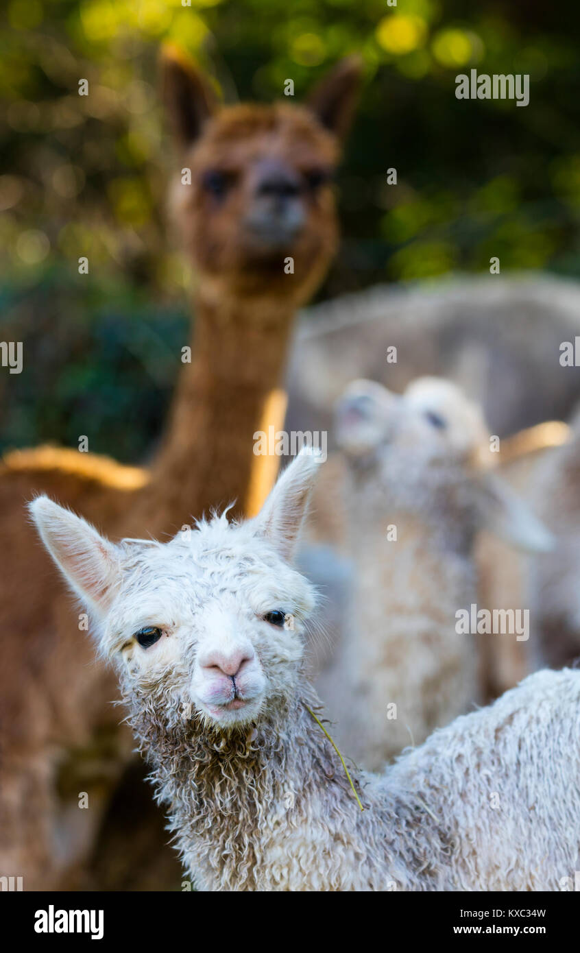 ALPACA (Vicugna pacos). Domesticated species of South American camelid ...