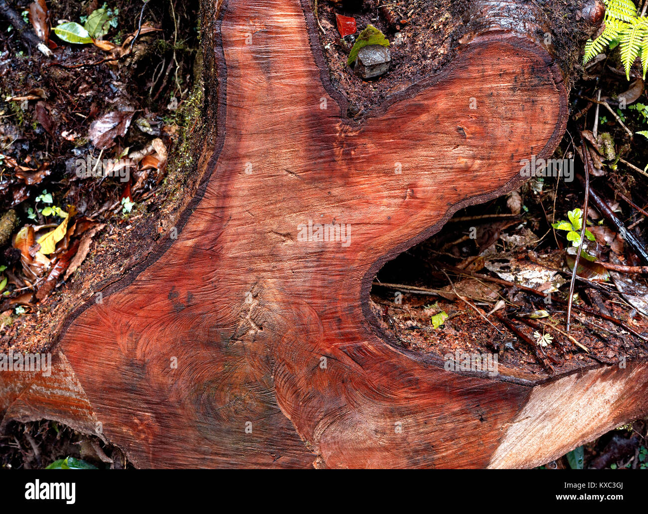 Close up of a cut tree stump shaped like a leaf, Monteverde Cloud ...