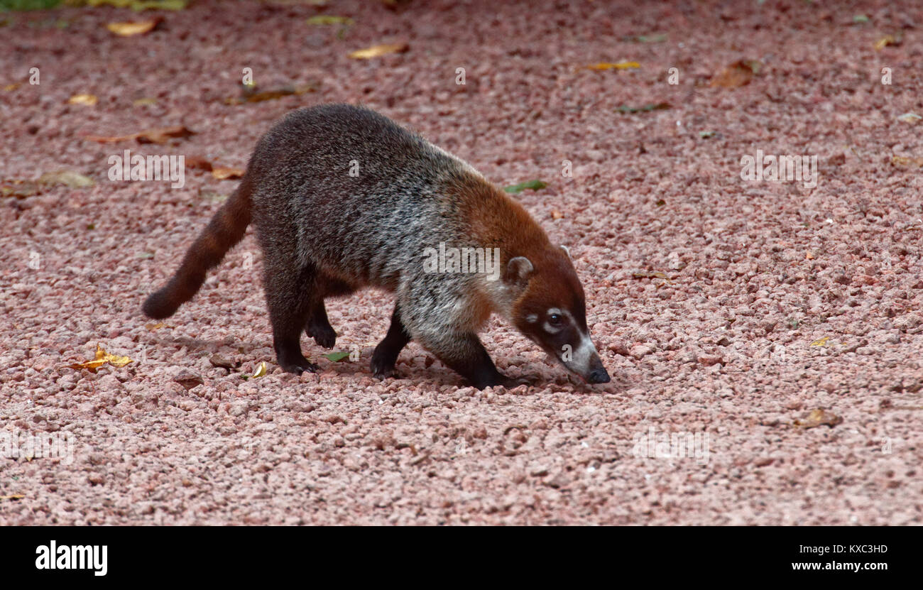 costa Rican Coati smelling the ground in Montevrde Stock Photo - Alamy