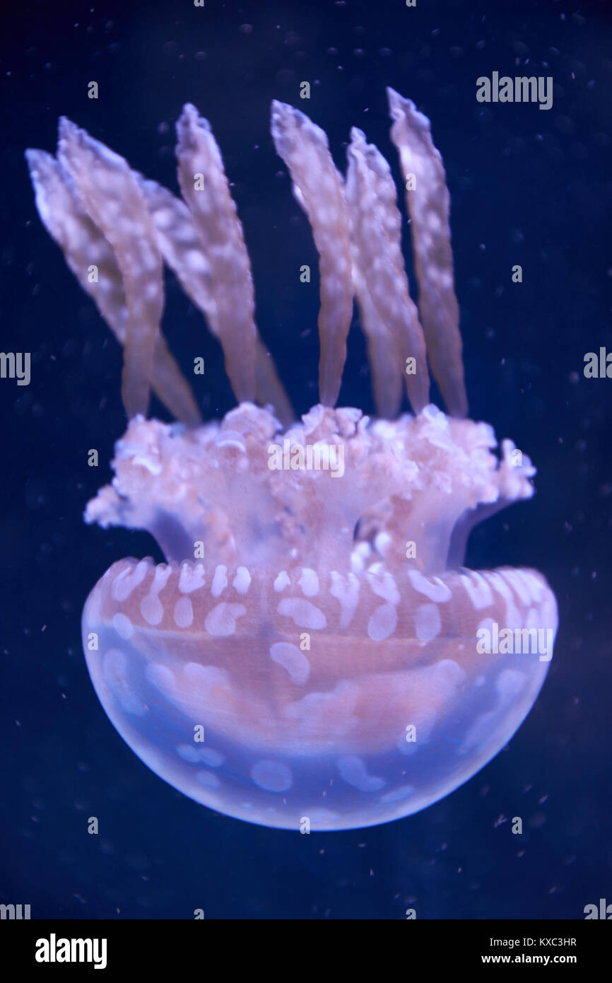 translucent jellyfish or medusa or nettle-fish in blue water Stock ...