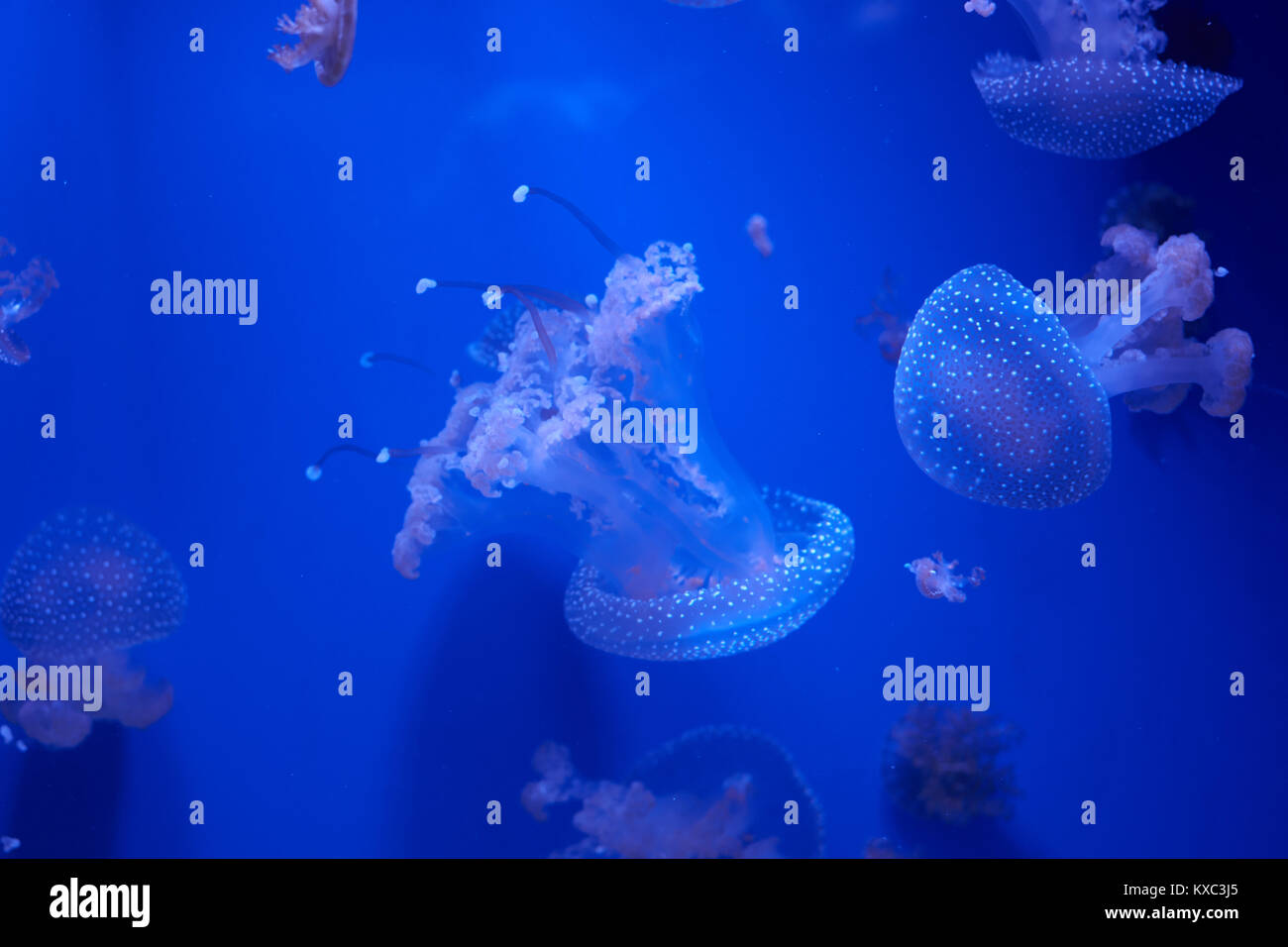 Medusa fish hi-res stock photography and images - Alamy