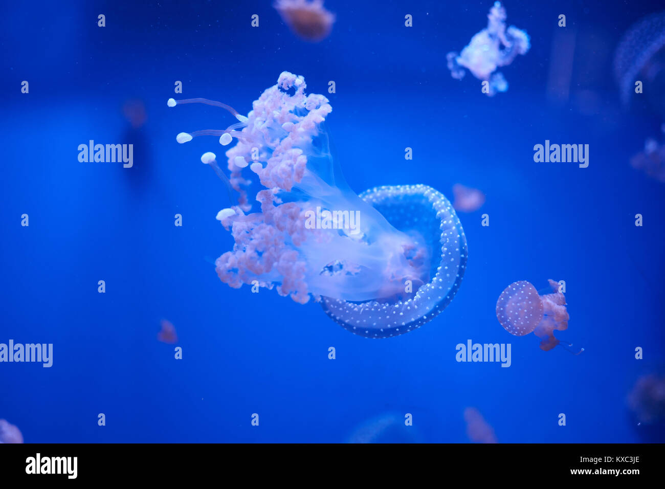 translucent jellyfish or medusa or nettle-fish in blue water Stock ...