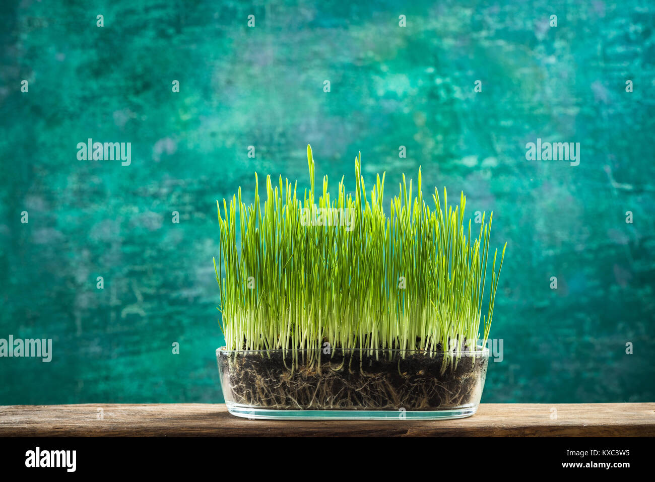 Hello grass hi-res stock photography and images - Alamy