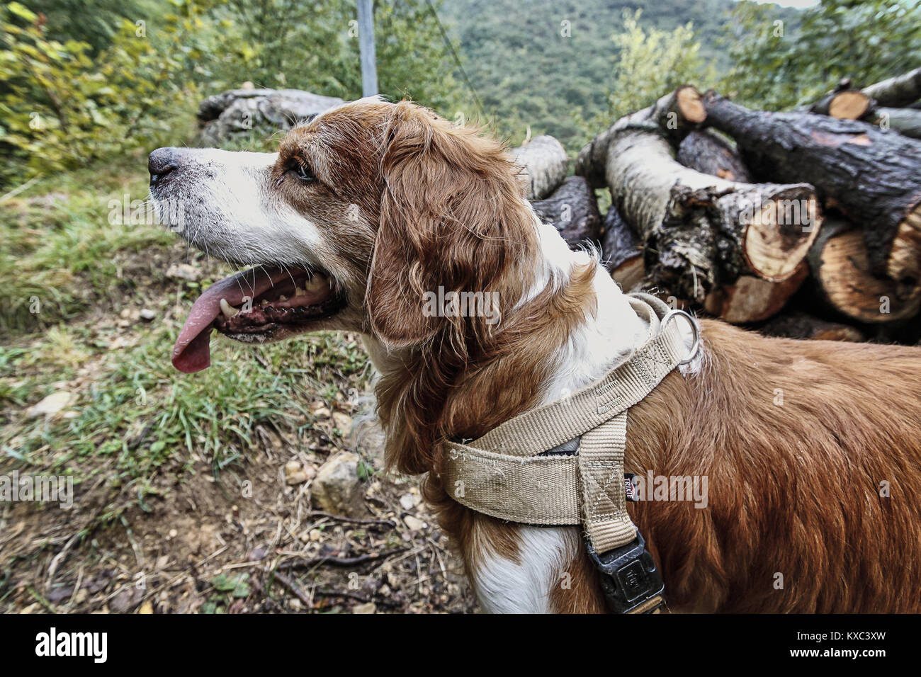 Dog in outdoor Stock Photo - Alamy