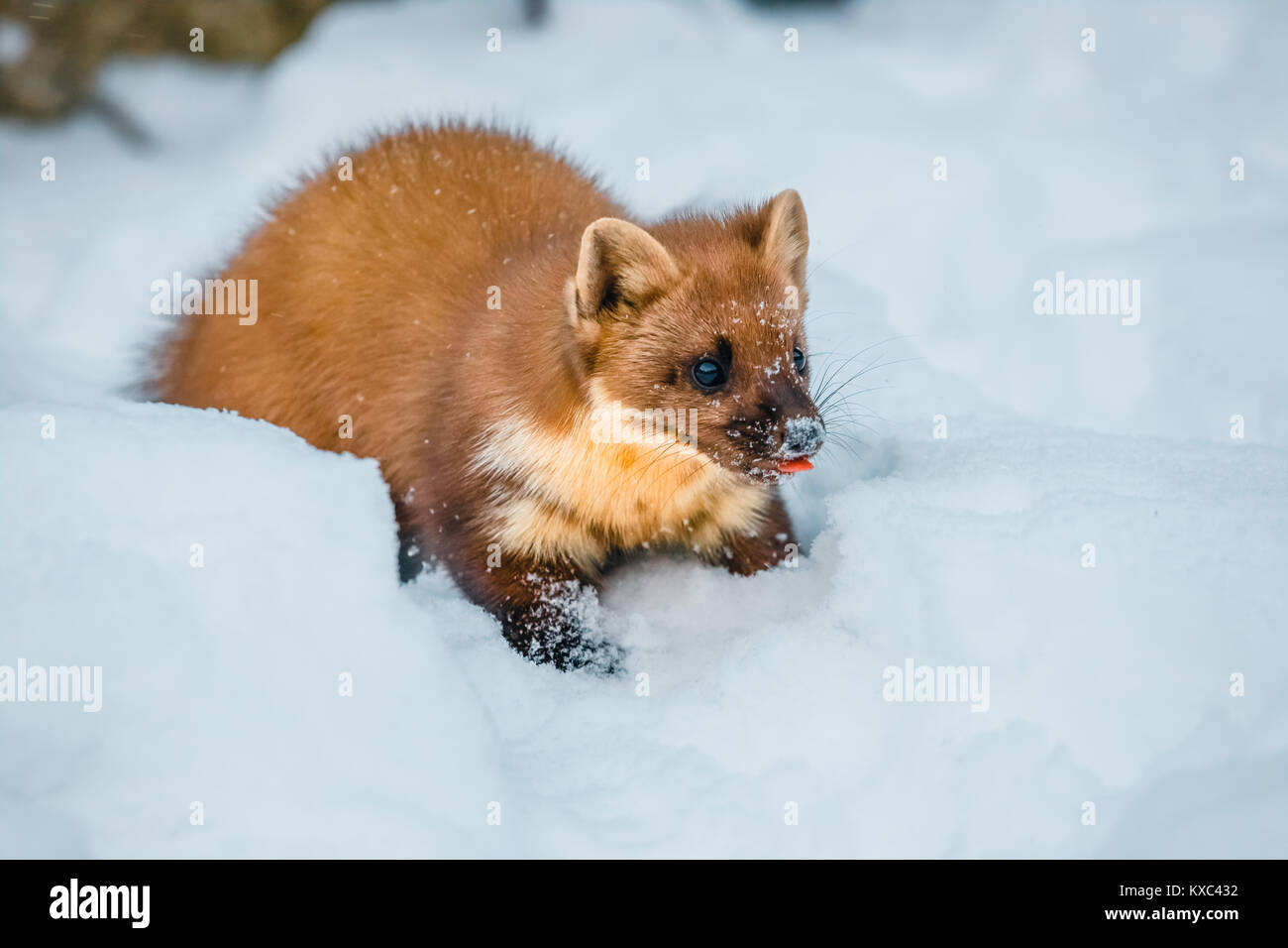 Single weasel sitting at snow field, mustela nivalis Stock Photo - Alamy