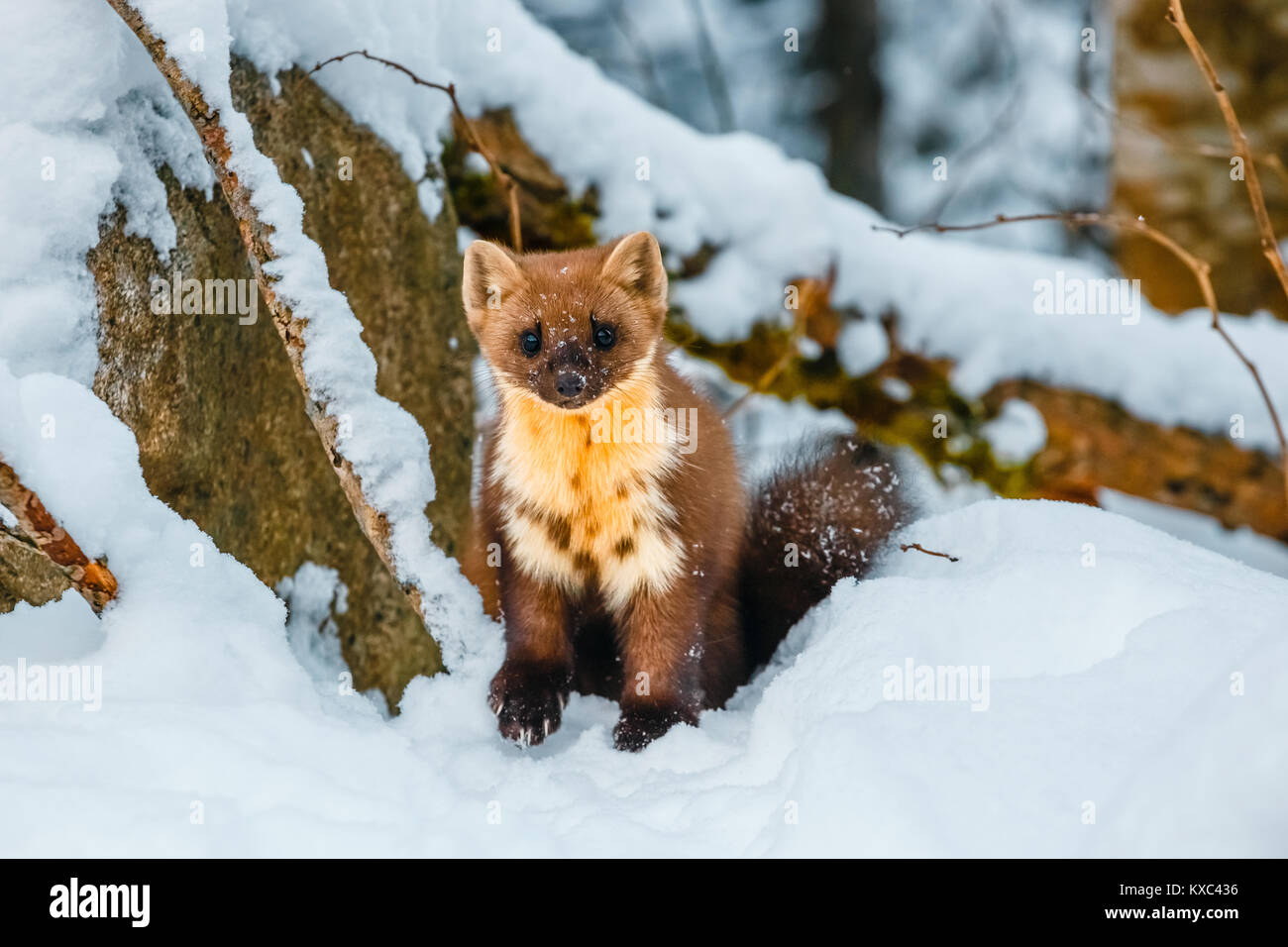 Least weasel, standing hi-res stock photography and images - Alamy