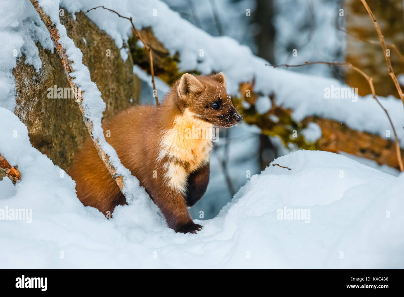 Single weasel sitting at snow field, mustela nivalis Stock Photo - Alamy