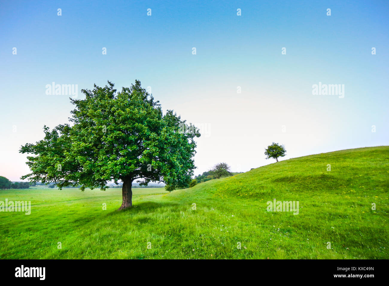Solitary trees hi-res stock photography and images - Alamy