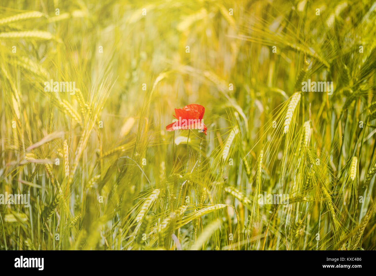 Wildflower field abstract hi-res stock photography and images - Alamy