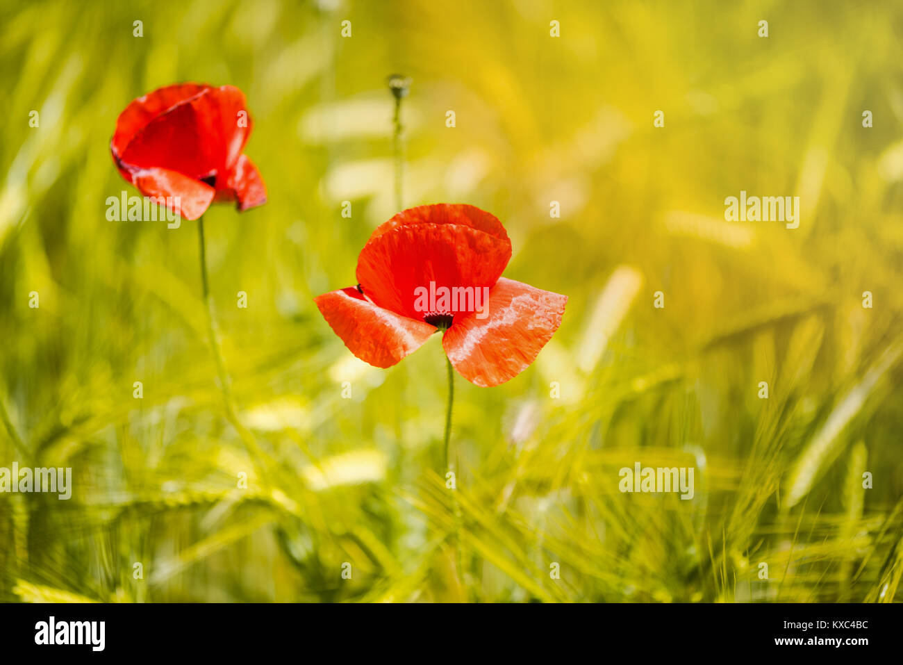 Abstract red poppy wallpaper hi-res stock photography and images - Alamy