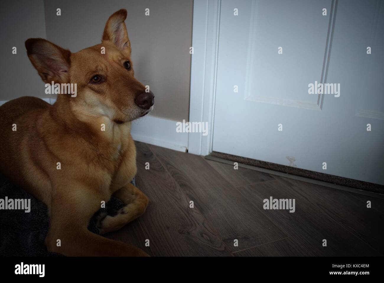 Smart dog thinking light hi-res stock photography and images - Alamy