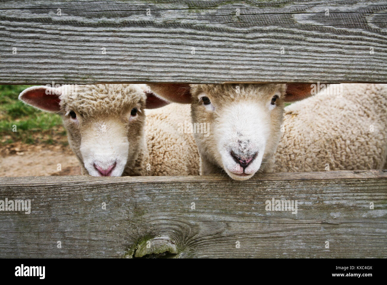 Two Lambs peeking through a wooden fence, farm animals humor, Lancaster ...