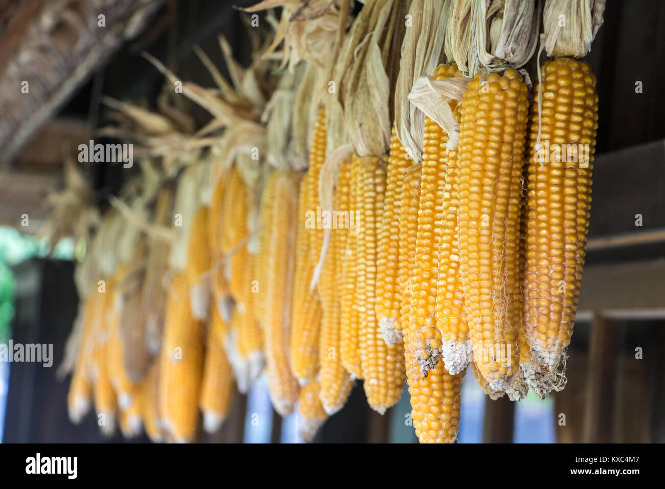 Corn hanging outside a old house. Dried corn cobs hanging from roof at ...
