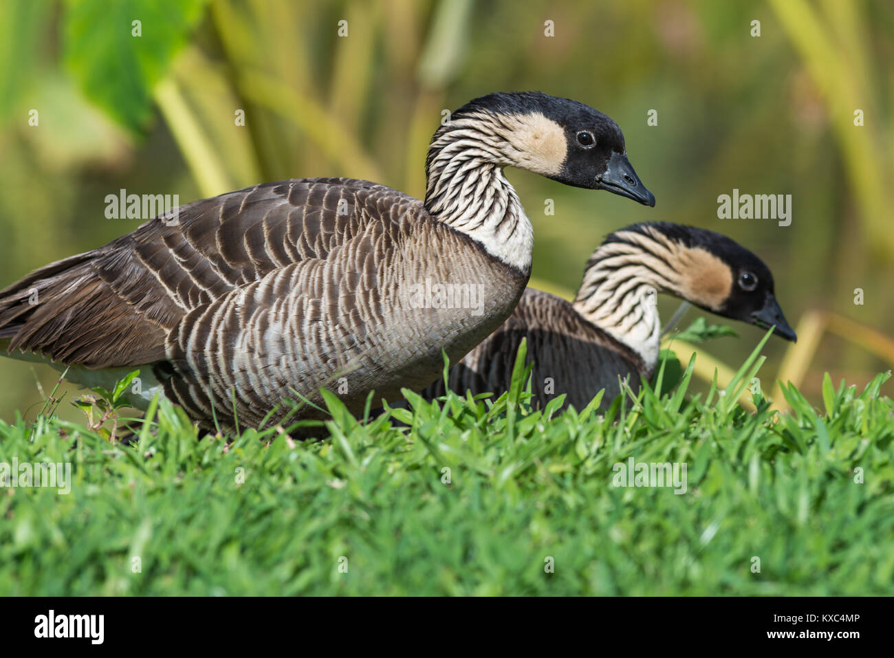 the nene is a very endangered species on the hawaiian islands Stock ...