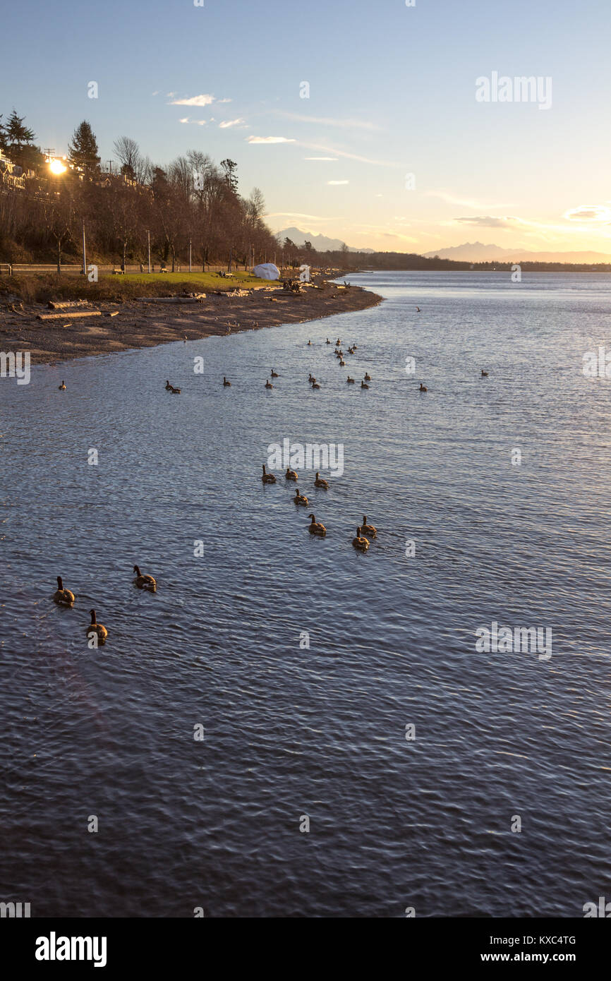 Flock of Canada Geese swim in tidal waters of Semiahmoo Bay (shared by ...