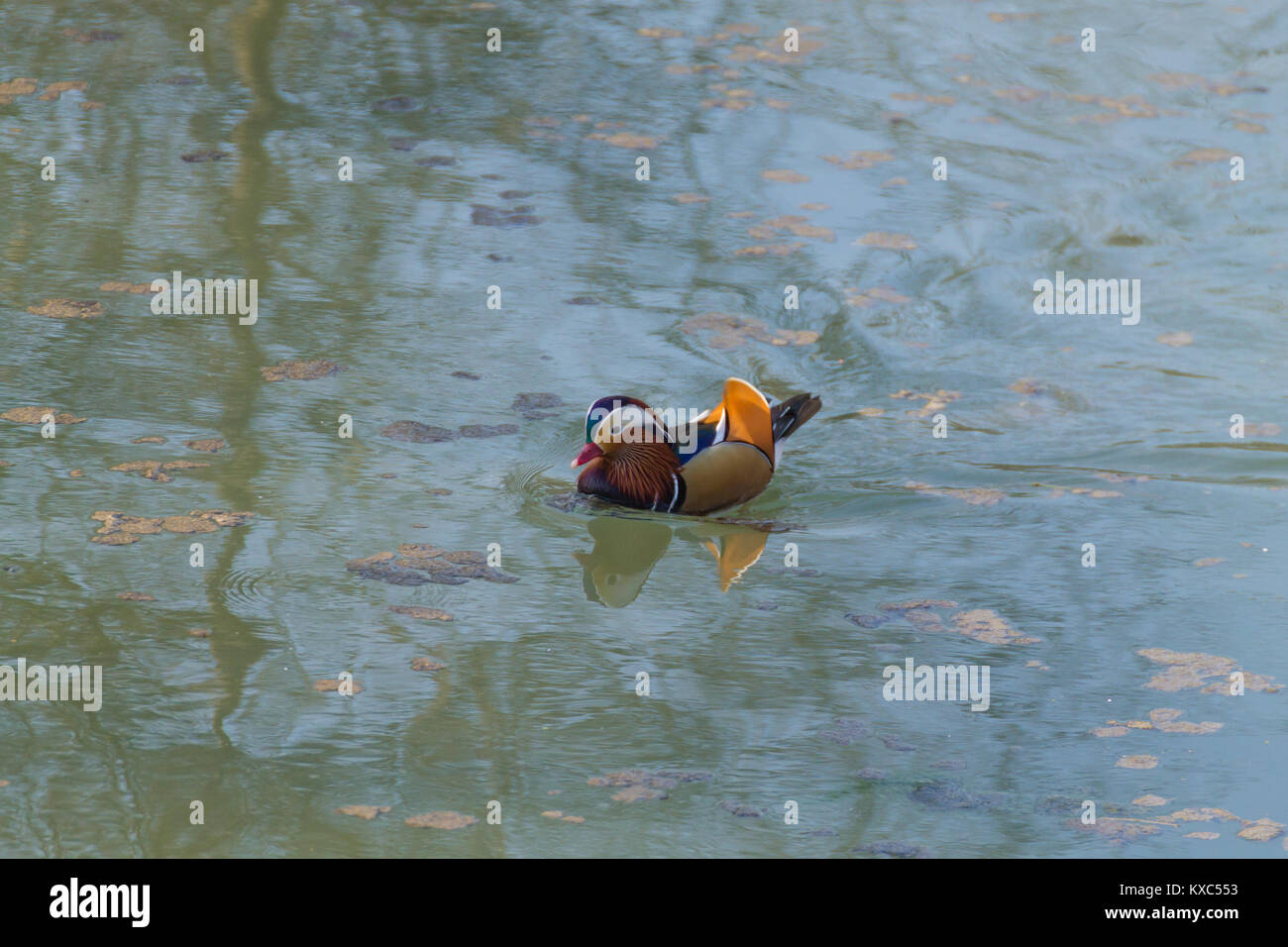 Mandarin duck close up from Sile river natural park. Italian wildlife ...