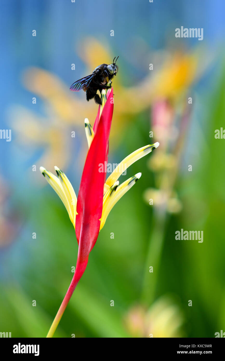 Carpenter bug hi-res stock photography and images - Alamy