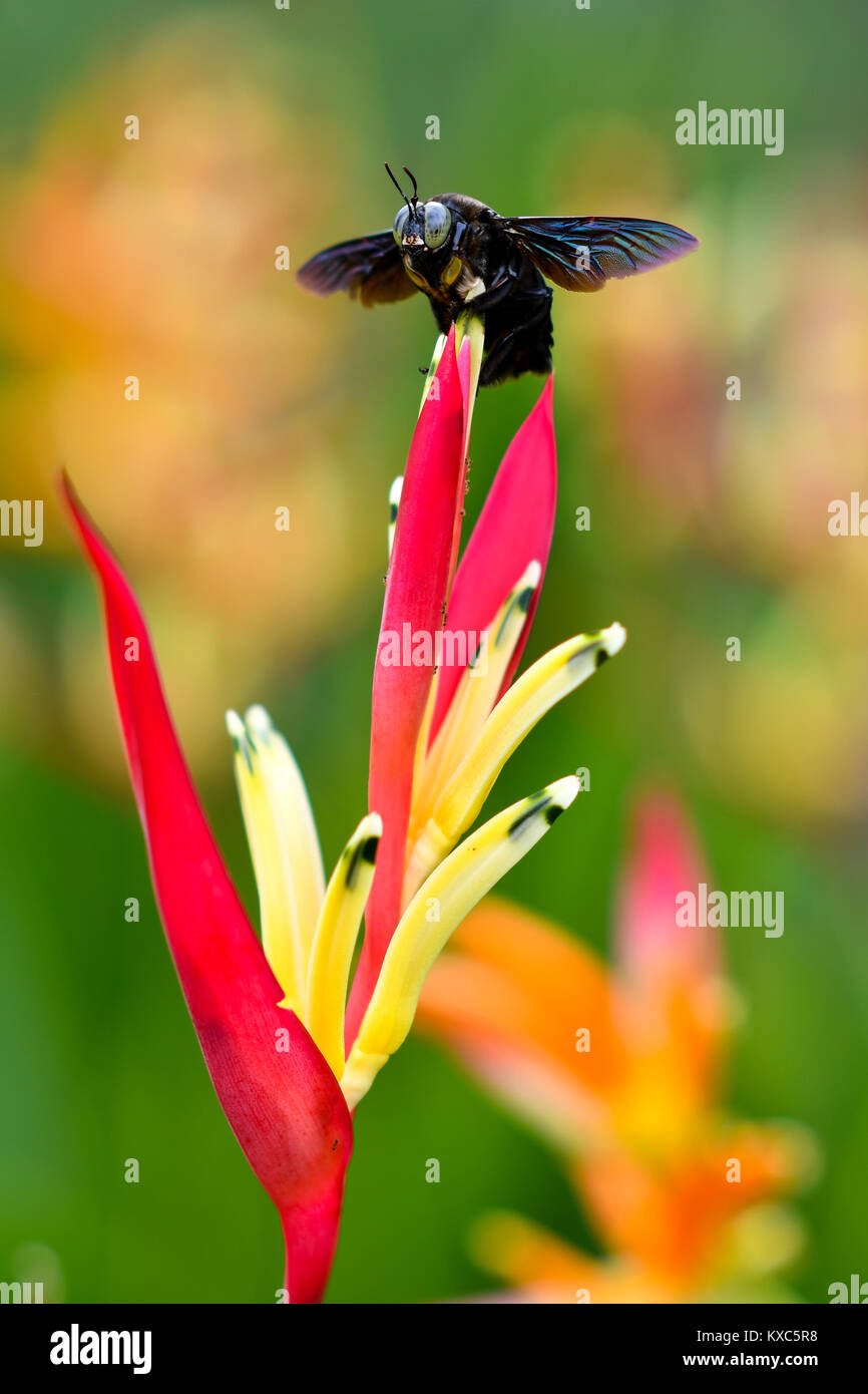 Carpenter bug hi-res stock photography and images - Alamy