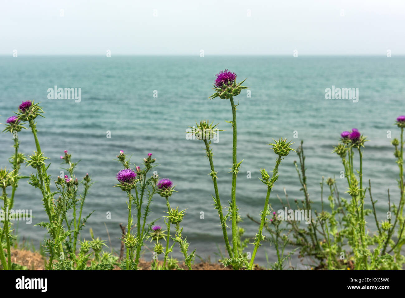Thistle flowers on the coastal strip Stock Photo - Alamy