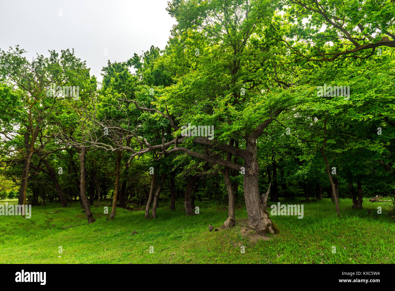 Edge of forest, thick green trees Stock Photo - Alamy